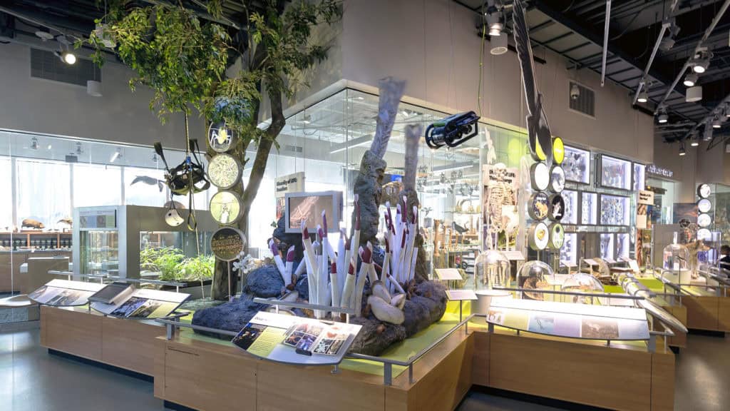 Nature Research Center | Natural History - kubik maltbie